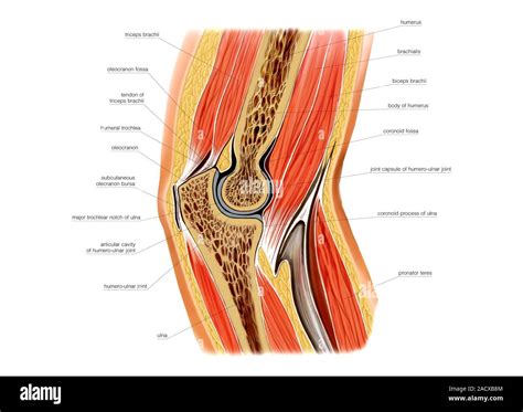 Ilustración de la articulación del codo Esta sección lateral ver