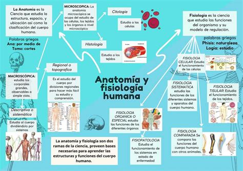 Anatomía y fisiología humana Vale uDocz
