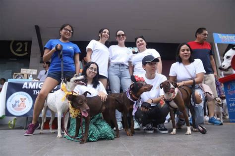 Quieres Adoptar Un Perro O Un Gato Estos Son Los Requisitos