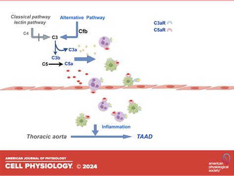 Activation Of The Alternative Complement Pathway Modulates Inflammation