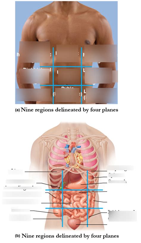 Abdominopelvic Cavity Diagram Quizlet