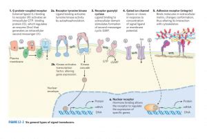 SIGNAL TRANSDUCTION PRINCIPLE STAGES AND TYPES