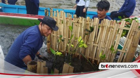 Atasi Abrasi Dengan Penanaman Ribuan Bibit Bakau Di Pantai Maros Baru