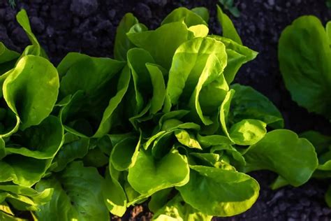 Réussir ses semis de laitues astuces et conseils pour un jardinage réussi