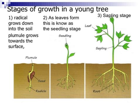 2 Tree Growth And Structure