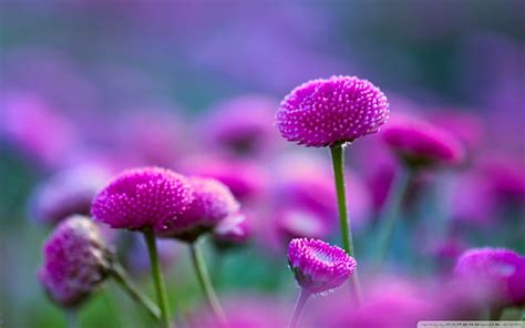 Details Imagen Hermosas Flores Moradas Abzlocal Mx
