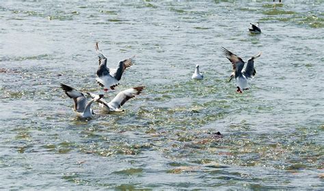 Naked Carps Battle To Swim Upstream To Spawn In Northwest China Cgtn