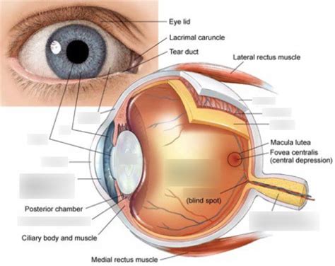 Eyeball Structure Diagram Quizlet