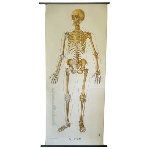 Vintage Anatomy Wall Chart Of The Upper Body Circa 1960 Atelier Yuwa