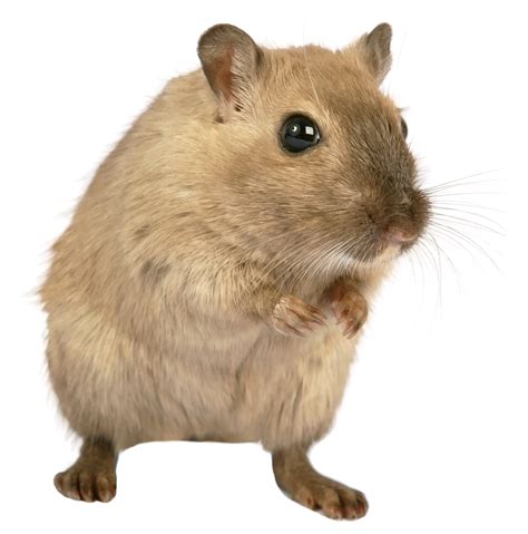Png Mice Transparent Mice Png Images Pluspng
