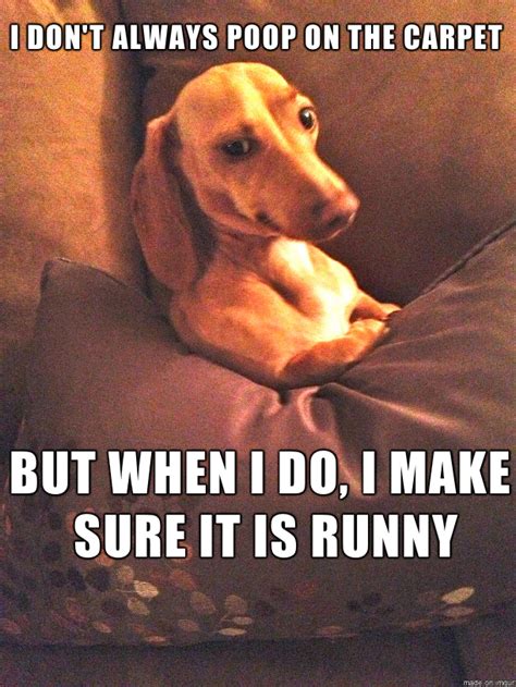 24 Dachshund Memes That Will Totally Make Your Day SayingImages