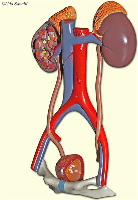 Urinary System Unlabeled System Model System Model