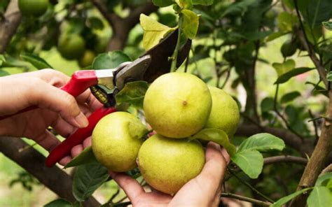 Gu A Completa Para Podar Correctamente Tu Rbol De Aguacate