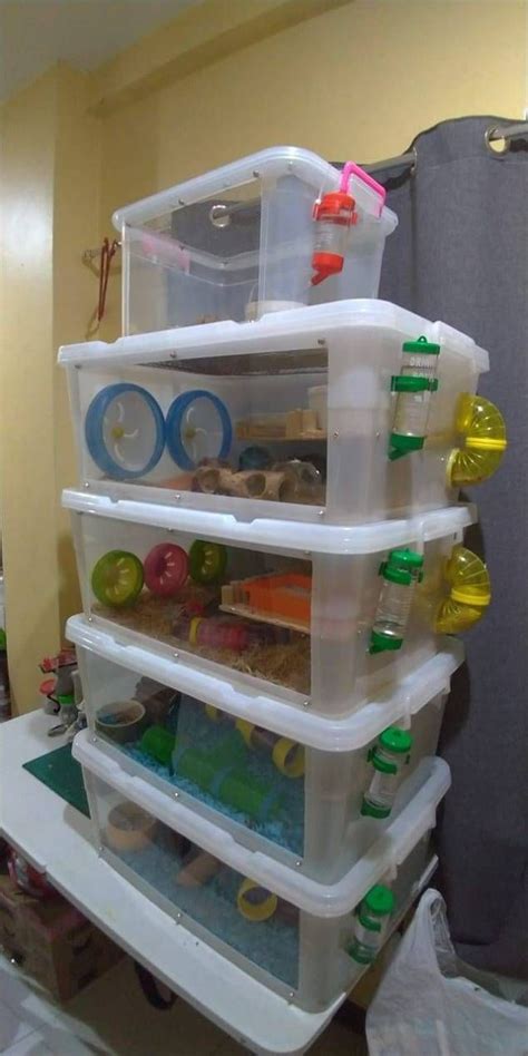 The Pig Keepers Daughter Hamster Telegraph