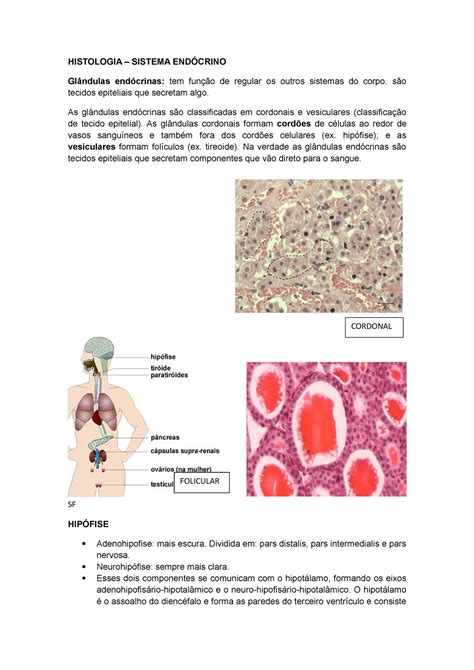 Histologia 2 Hipófise HISTOLOGIA SISTEMA ENDÓCRINO Glândulas