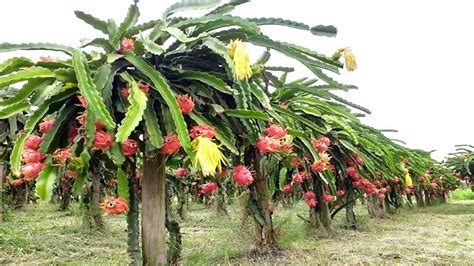 COMO PLANTAR PITAYA EM CASA EM 1 MINUTO PASSO A PASSO YouTube