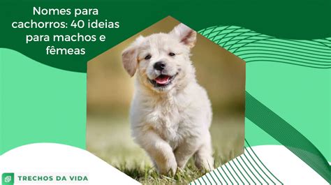 Nomes Para Cachorros Ideias Para Machos E F Meas Trechos Da Vida