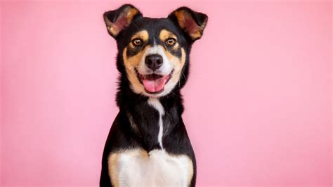 Saiba quais são as 10 raças de cachorros mais amadas no Brasil Alto