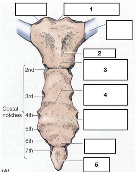 Lab Thoracic Cage Diagram Quizlet