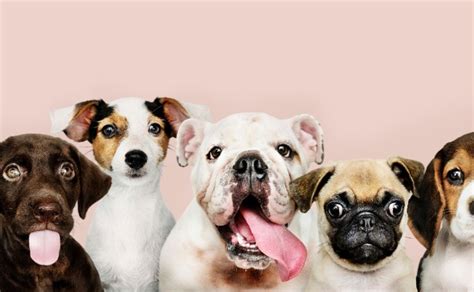 Cuántas razas de perros hay en todo el mundo en 2021