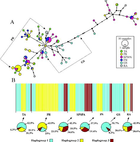 Haplotype Network And Bayesian Analysis Of Population Structure Baps