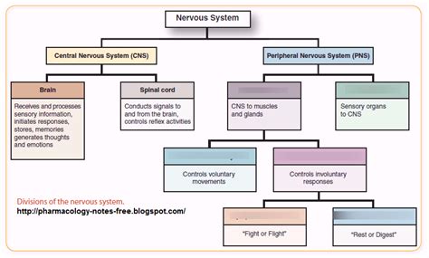 Ch 9 Autonomic Nervous System Diagram Quizlet