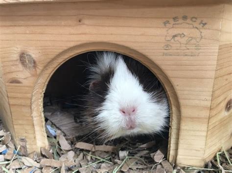 Best Indoor Guinea Pig Cages Uk Buying Guide Tips