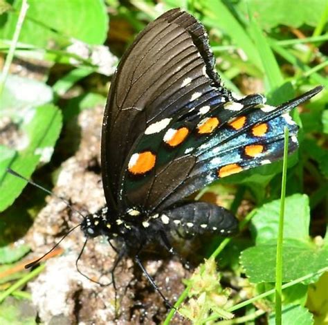 Pipevine Swallowtail Butterfly Identification Life Cycle Facts