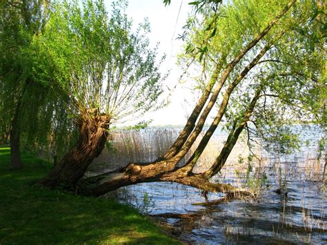 Fotos gratis árbol naturaleza bosque pantano rama planta luz de