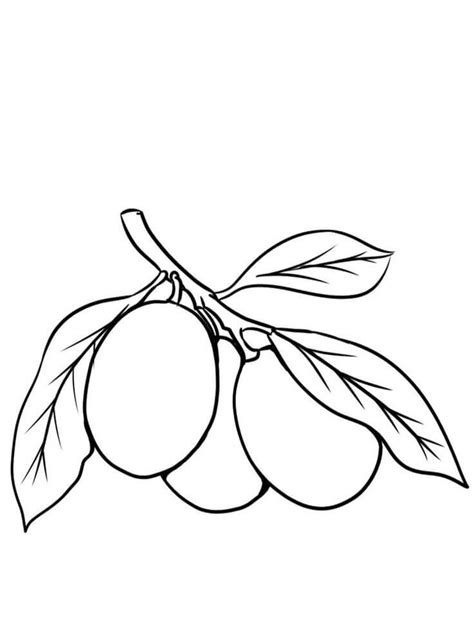 Kumquat Normale Da Colorare Scarica Stampa O Colora Subito Online
