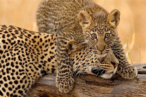 2023 4 Days Budget Camp Safari Serengeti Ngorongoro Crater And