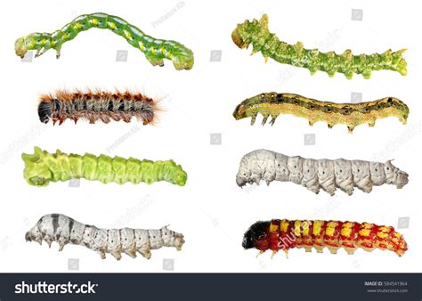 Butterfly Larvae Caterpillars Isolated On White库存照片584541964 Shutterstock