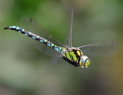 Réf 38550 INSECTA Odonata Aeshnidae Aeshna cyanea