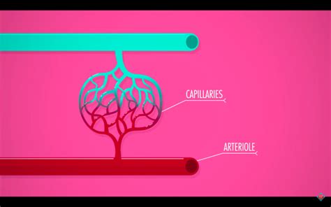 Lymphatic System Diagram Quizlet