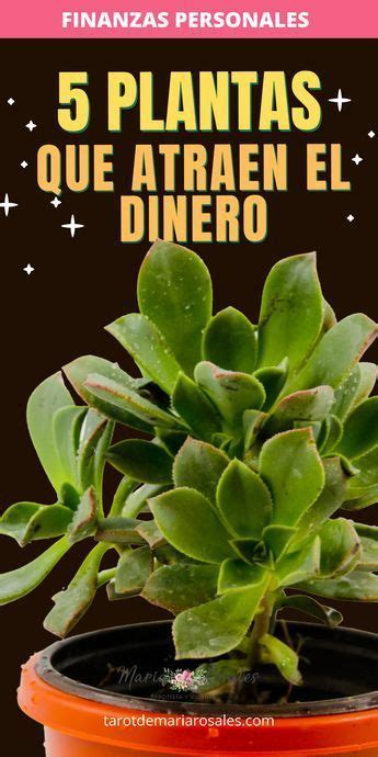 Plantas Que Atraen Dinero Prosperidad Y Fortuna A Tu Hogar Plantas