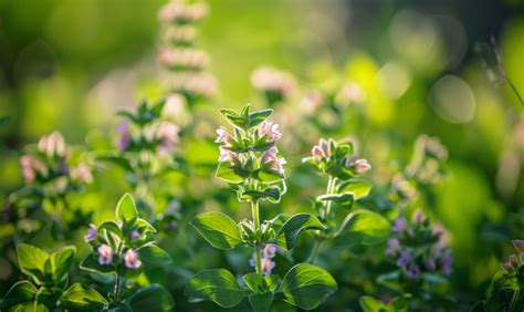 Oregano Blüten Verwendung Wirkung Tipps