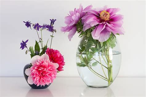 Peony Tree Peony Garden Plant Ornamental Plant Bloom Fragrant