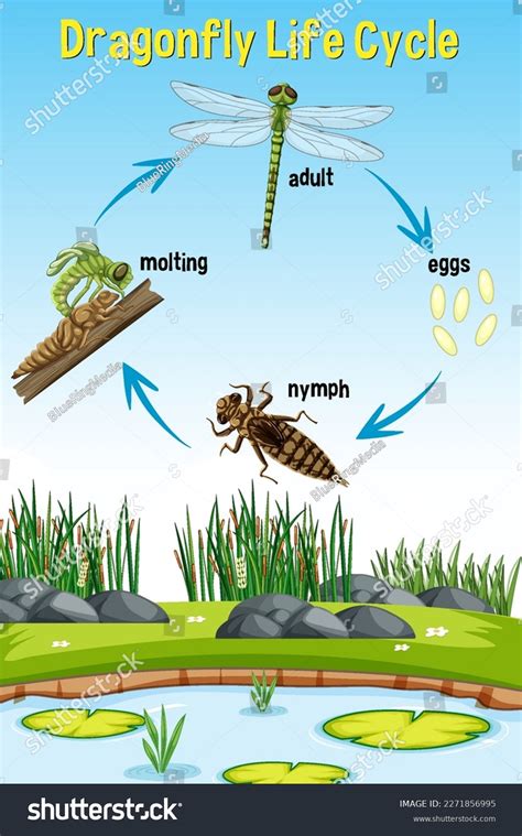 Dragonfly Life Cycle Infographic Illustration Stock Vector Royalty