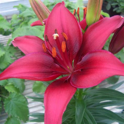 Lilium Asiaticum Lily Looks Tiny Ghost Asiatic Lily Garden Center