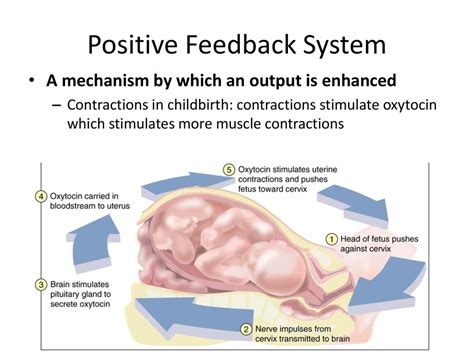Feedback Mechanism Definition Types Process Examples Off