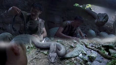 Snake Inland Python Youtube