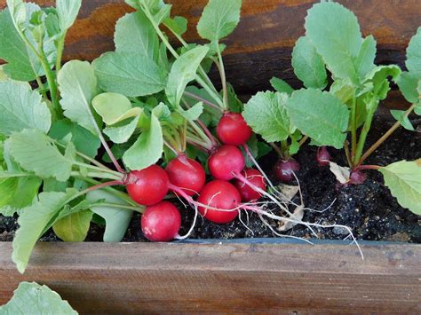 How To Grow Radishes In Pots Clean Green Simple