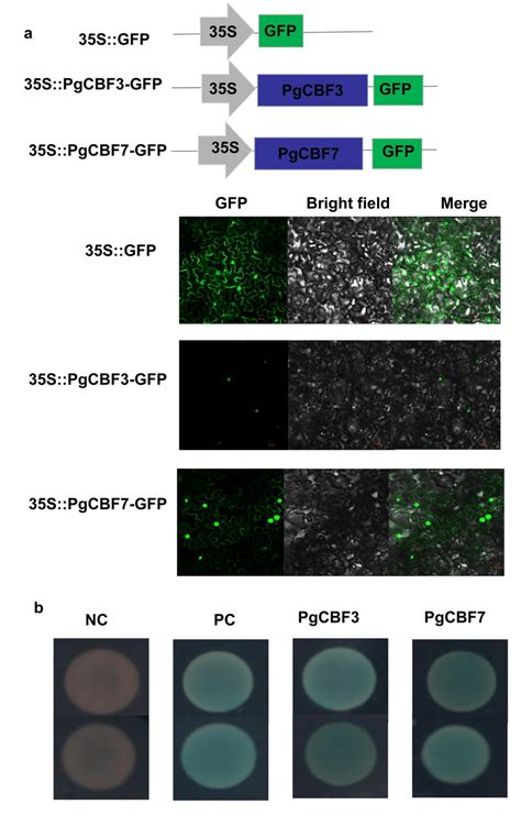 Subcellular Localization And Transactivation Assay Of PgCBF3 And