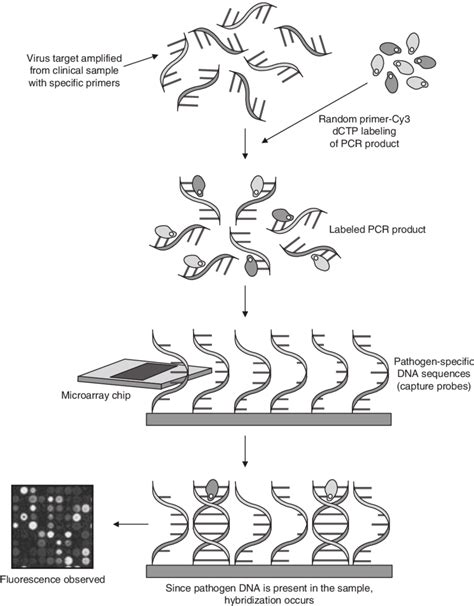 Principle Of PCR Based DNA Microarray Detection Of Specific Viral
