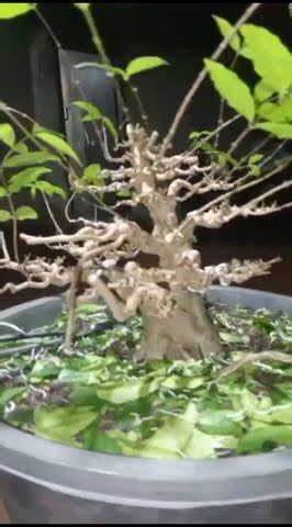 Wiring Bonsai Anting Putri Wrightia Religiosa Youtube