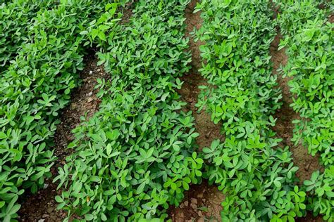 How To Grow And Care For Peanut Plants
