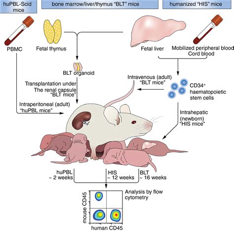 A Hitchhiker S Guide To Humanized Mice New Pathways To Studying Viral