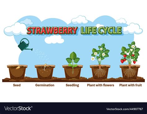 Life Cycle Of Strawberry Diagram Illustration Royalty Free 50 OFF