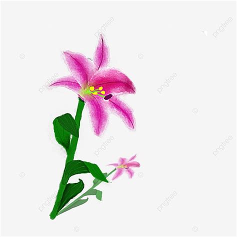 Purple Lily Clipart Transparent PNG Hd Purple Watercolor Lilies Lily