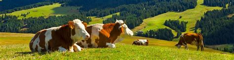 Bœuf Simmental maturé Viandes d Exception Le Garçon Boucher